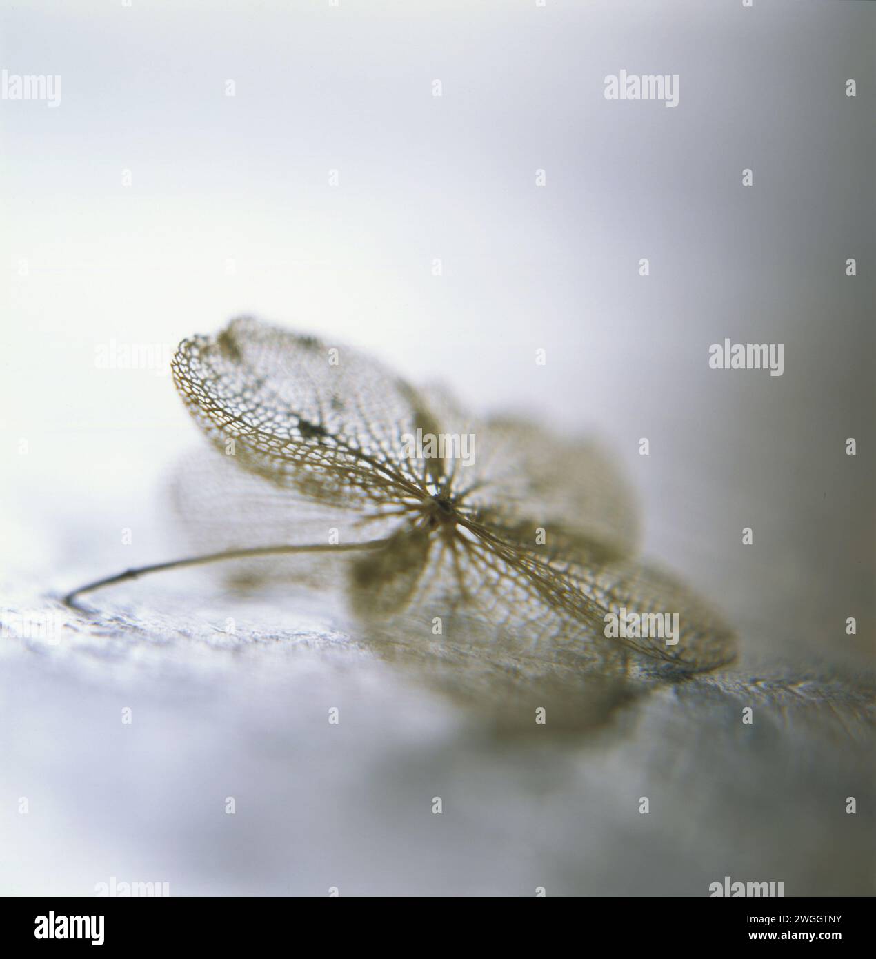 Close up of dried flower petals showing veins Stock Photo - Alamy