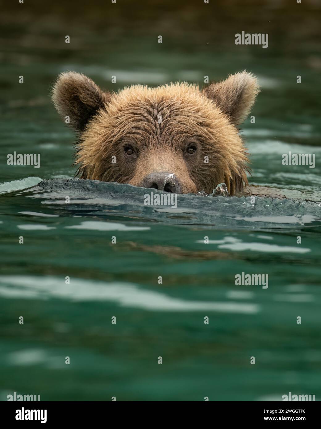 Grizzly looking like a teddy bear in water ALASKA IMPACTFUL images of a ...
