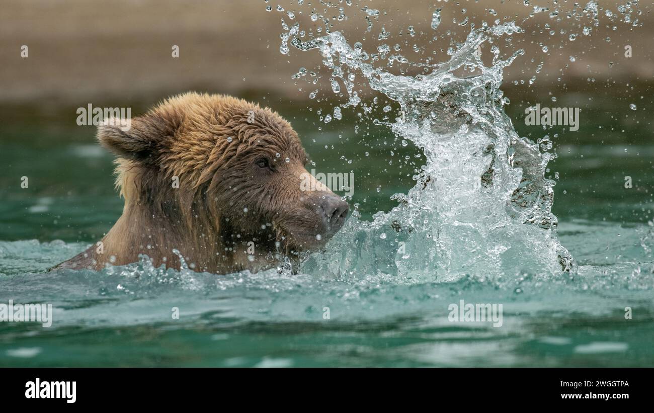 Bear having fun in the water ALASKA IMPACTFUL images of a grizzly bear ...
