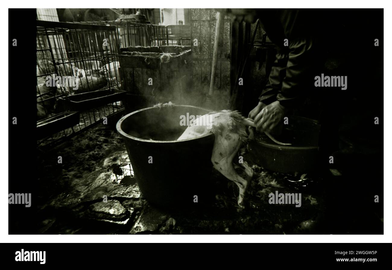 A butcher prepares a dog to be boiled Stock Photo - Alamy