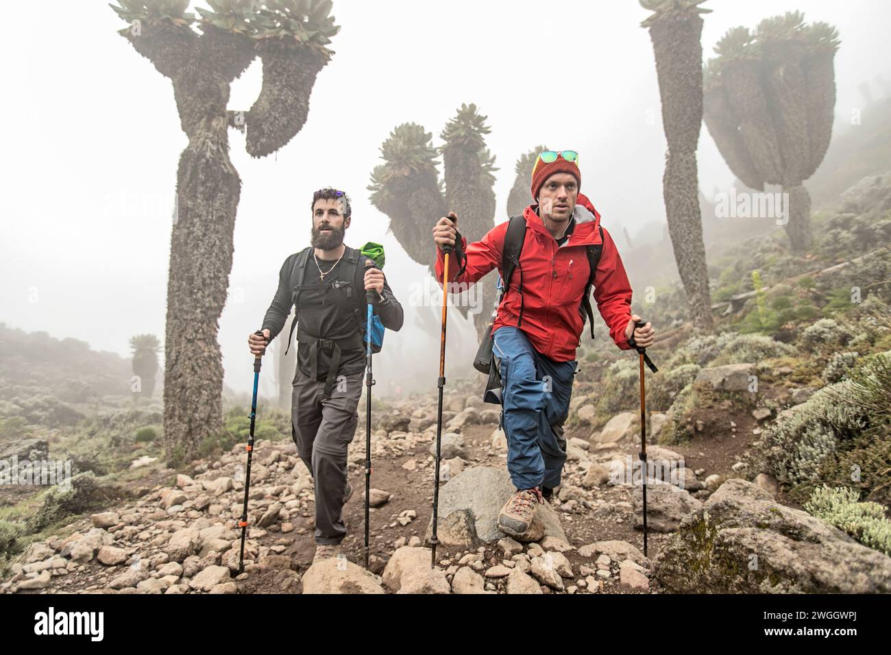Hikers backpacking between giant groundsel (Dendrosenecio) trees on way ...