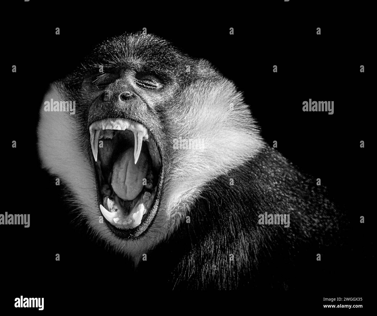 The monkey was so cute before its fangs were revealed BLACKPOOL ZOO, UK ...