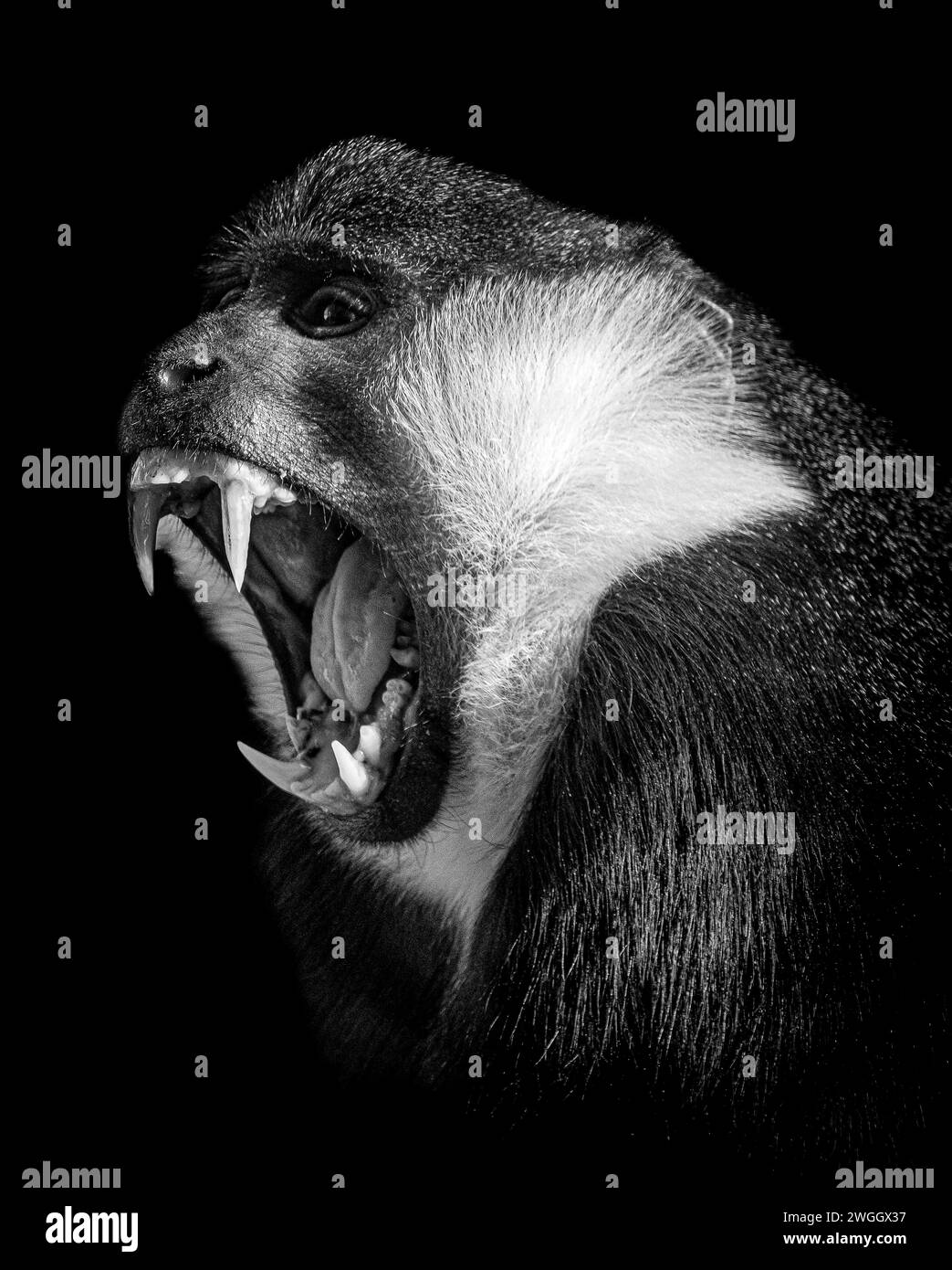 The monkey has a sharp set of teeth BLACKPOOL ZOO, UK, AMAZING IMAGES ...