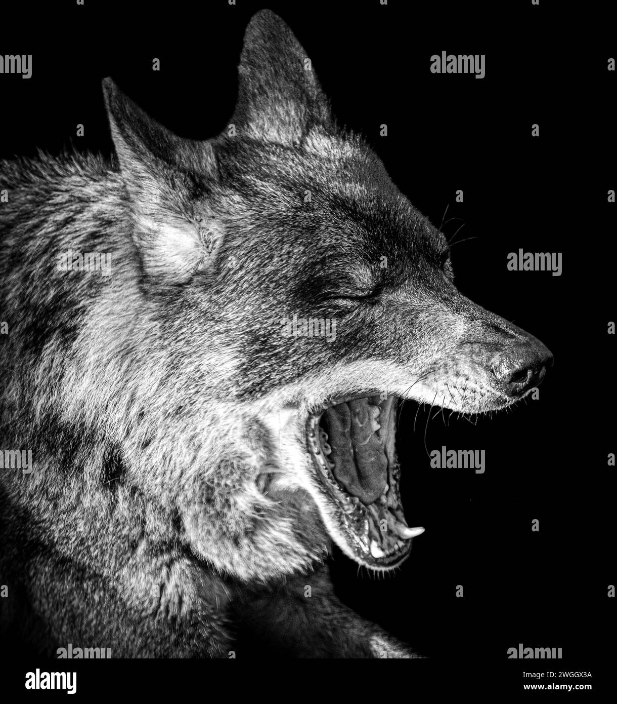 A wolf ready fro a nap BLACKPOOL ZOO, UK,AMAZING IMAGES taken in zoos ...