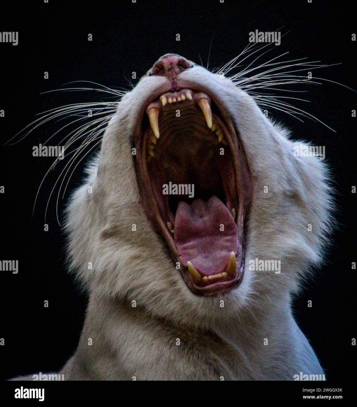 This white tiger has fearsome fangs THE SECRET GARDEN, LAS VEGAS, USA ...