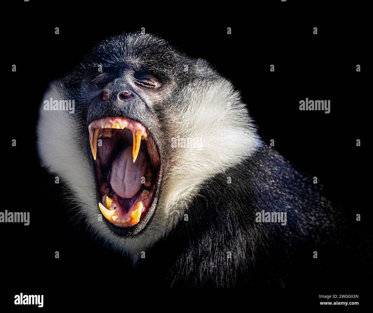 The monkey looks crazy as it shows off incredible incisors BLACKPOOL ...