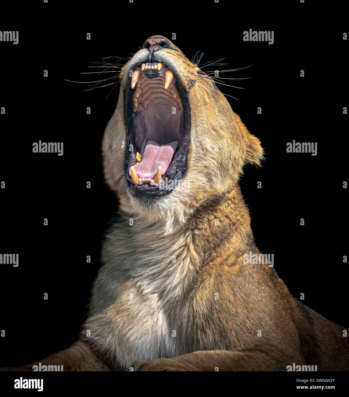 The lioness ready for a rest BLACKPOOL ZOO, UK, AMAZING IMAGES taken in ...