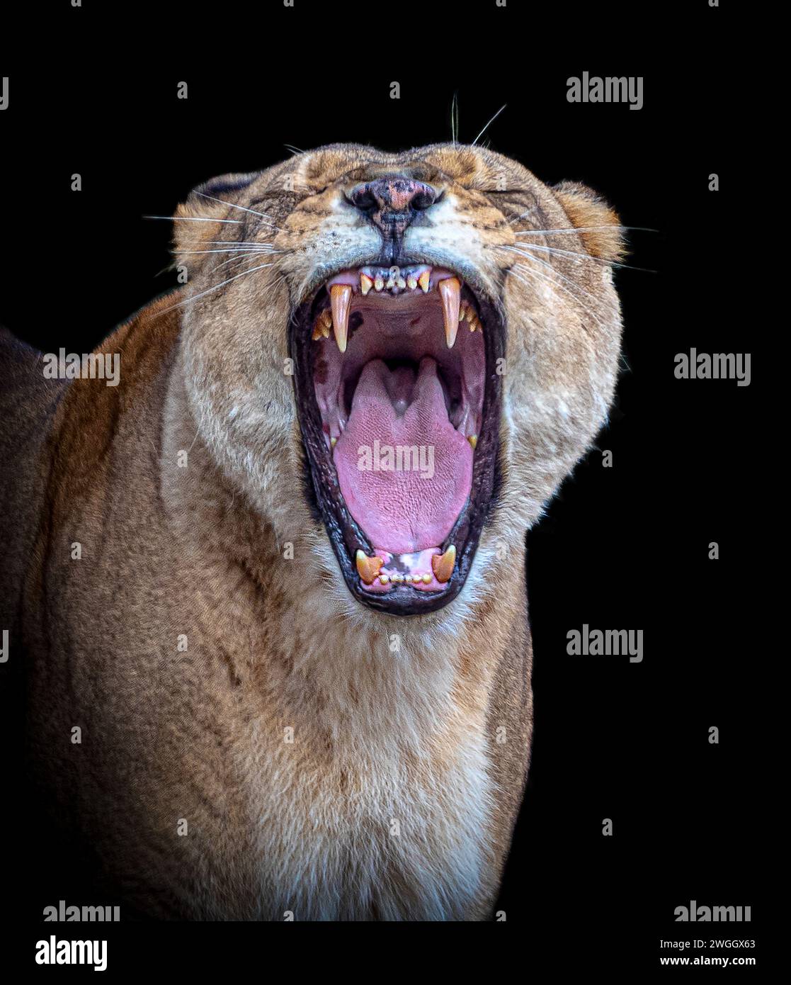 This lioness looks ferocious KNOWSLEY SAFARI PARK, UK, AMAZING IMAGES ...