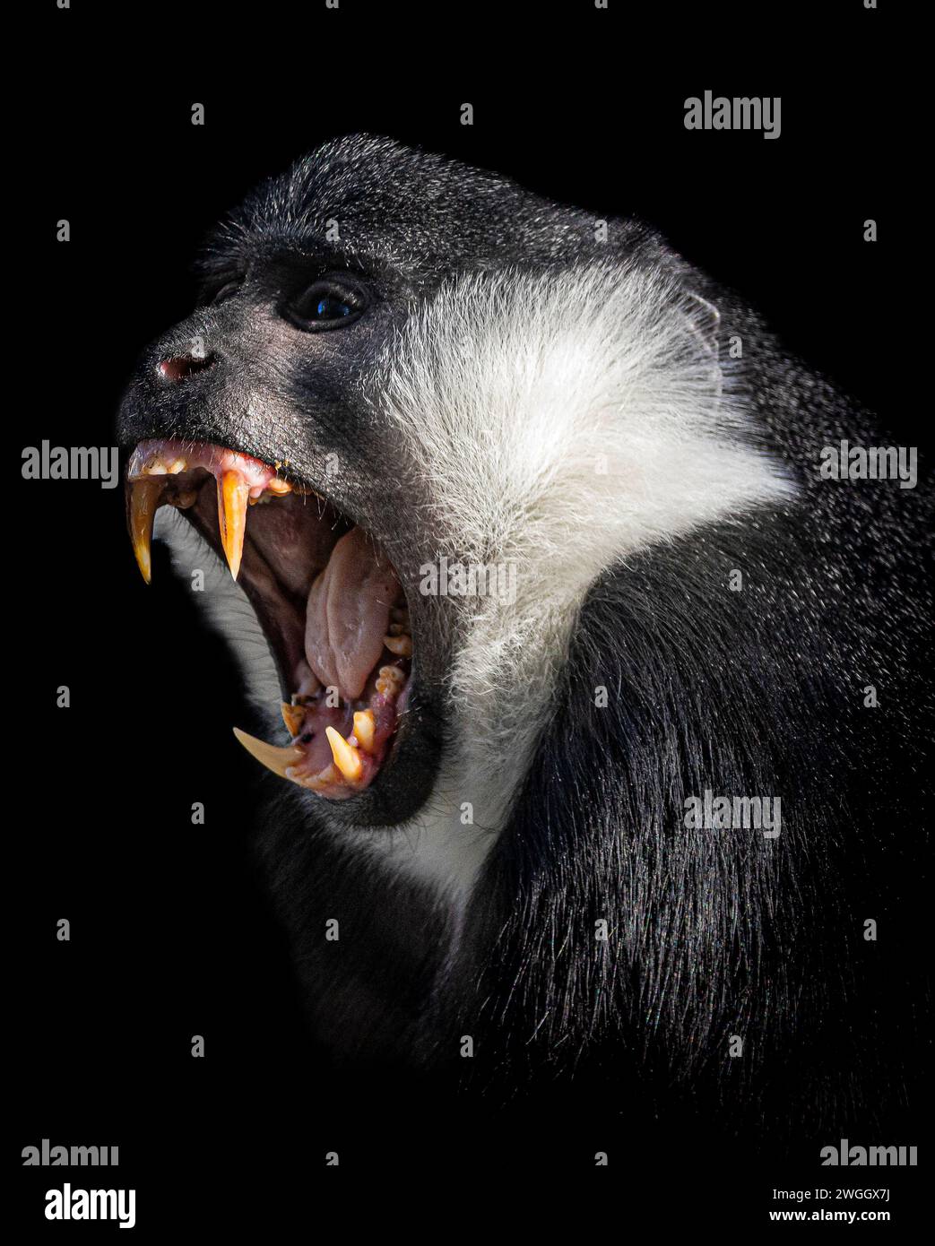 A monkey looks much more intimidating as it reveals its massive teeth ...