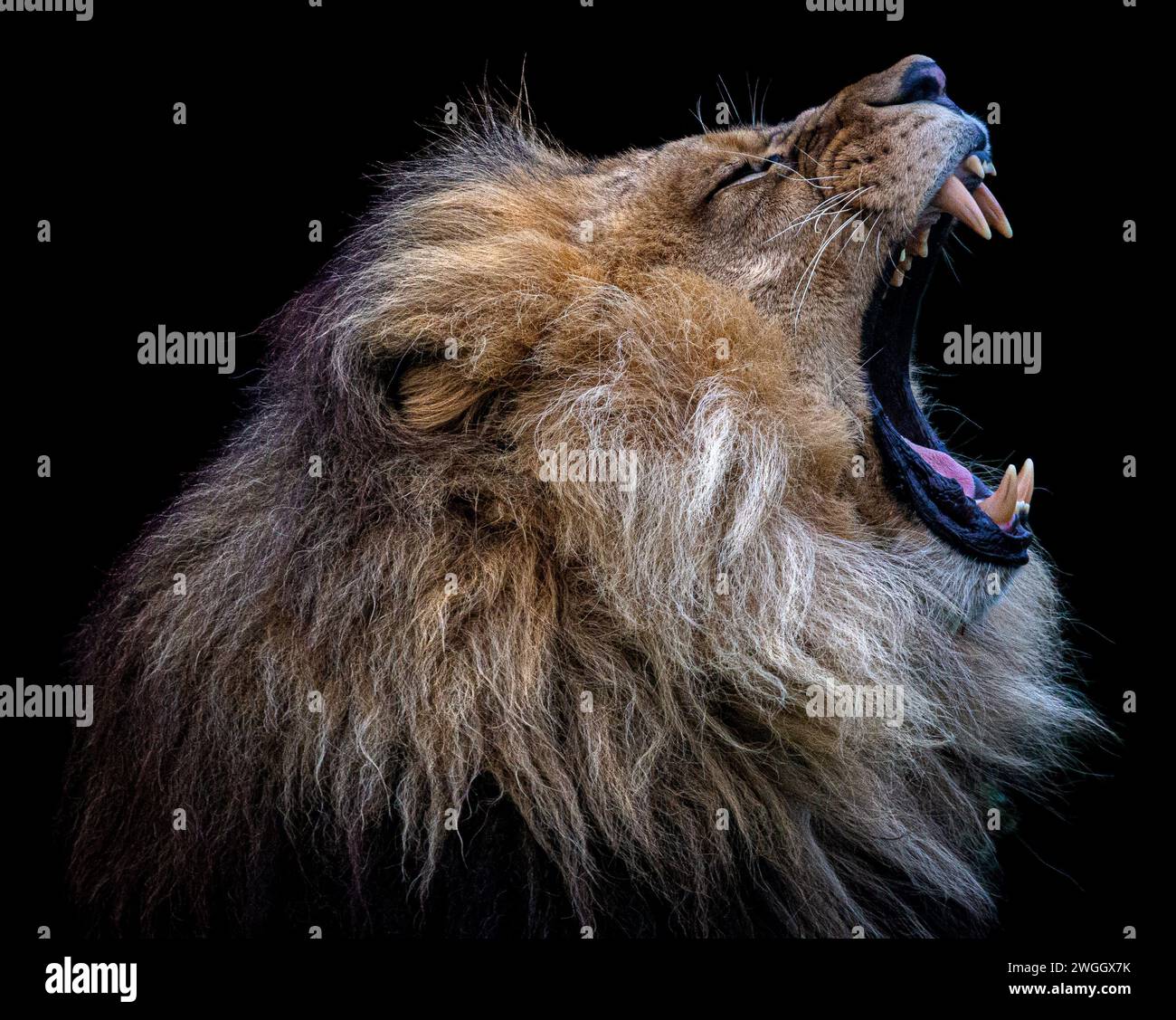 This male lion proves why he is king of the jungle BLACKPOOL ZOO, UK ...