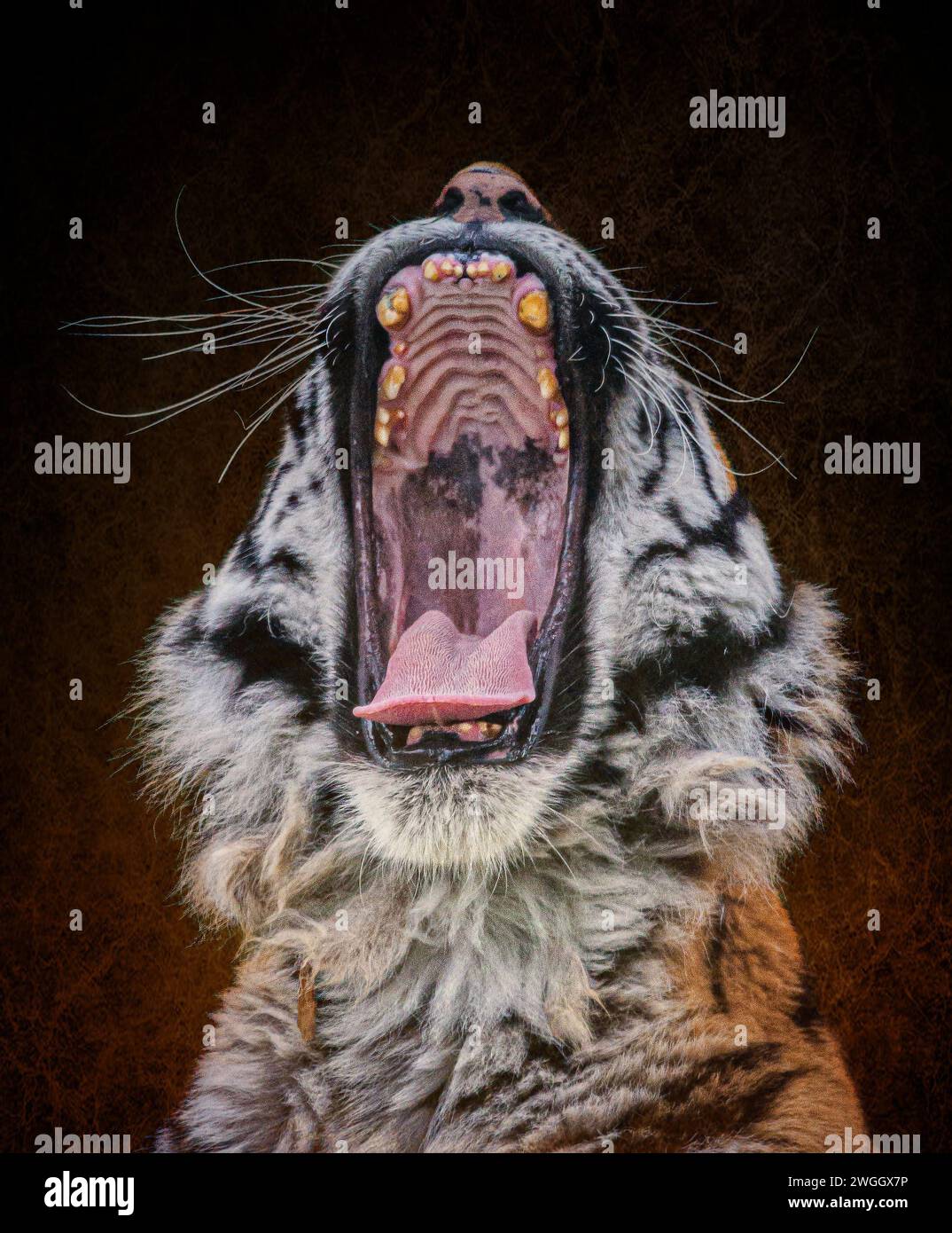 This tiger shows off terrifying chops BLACKPOOL ZOO, UK, AMAZING IMAGES ...