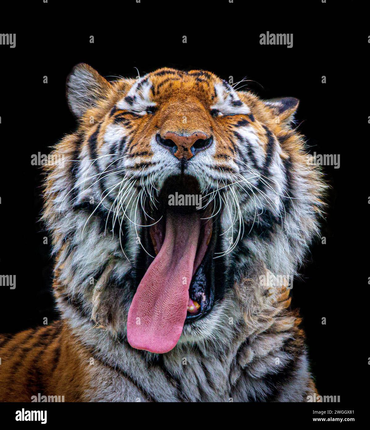 This tiger is comical as it yawns BLACKPOOL ZOO, UK, AMAZING IMAGES ...