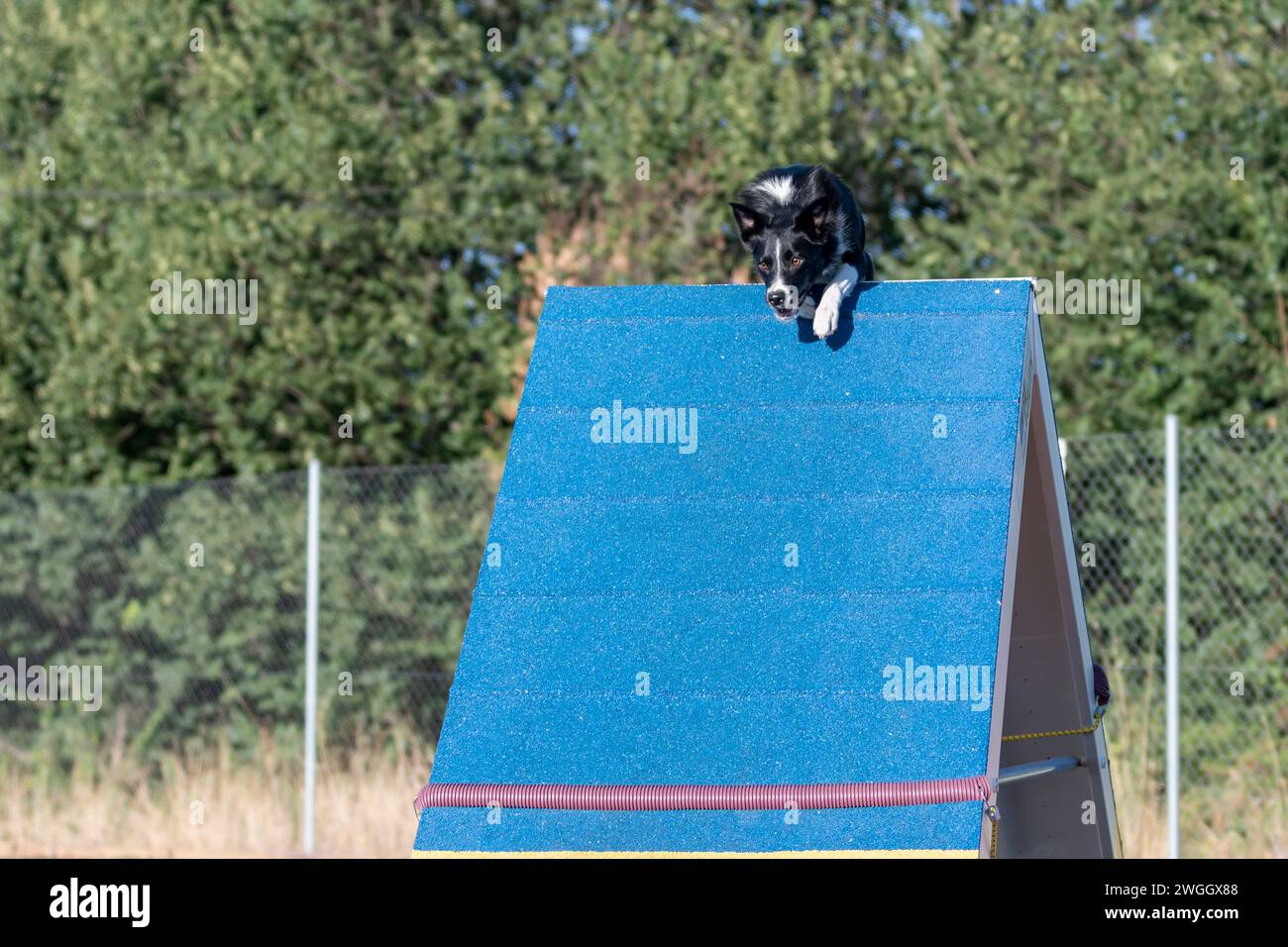 Border Collie jumping an agility palisade Stock Photo - Alamy