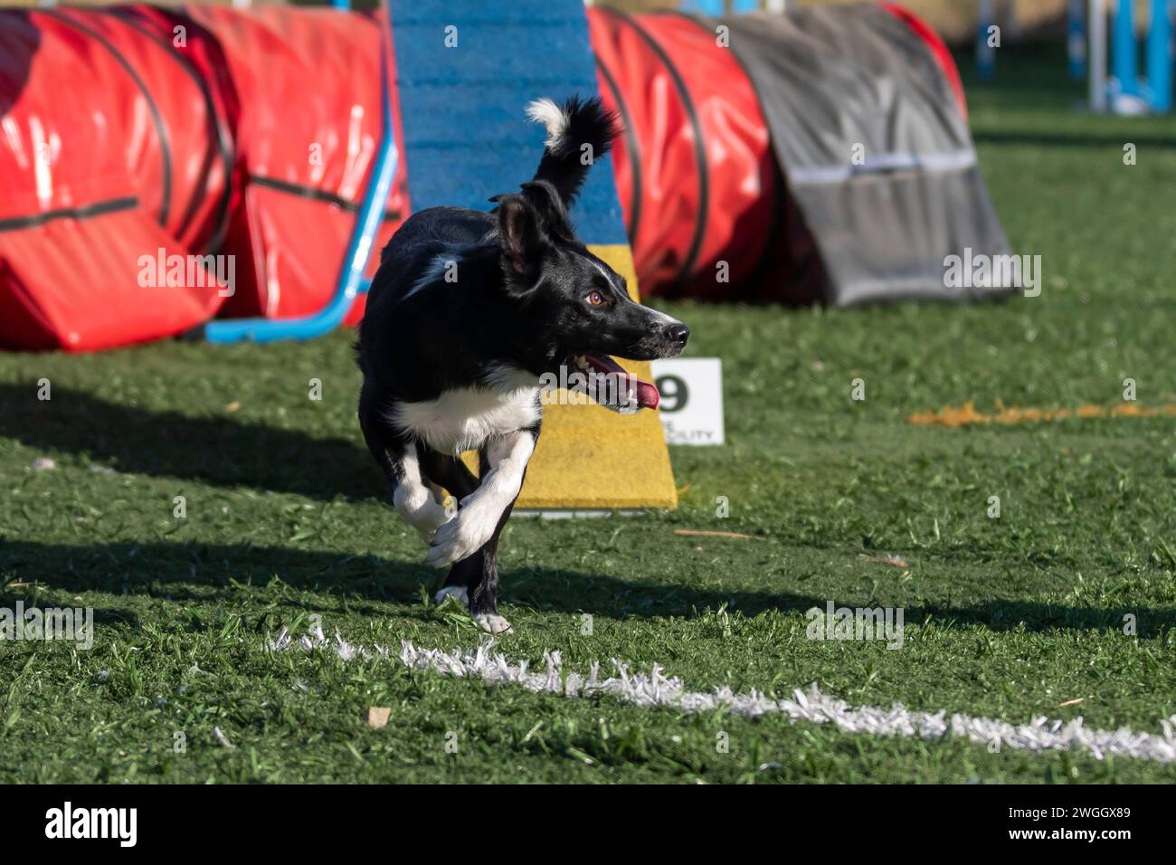 happy border collie in an agility Stock Photo - Alamy