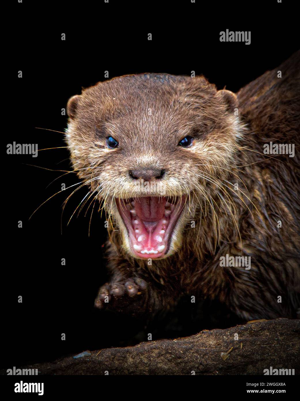 This cute otter shows off a mouthful of pin sharp teeth BLACKPOOL ZOO ...