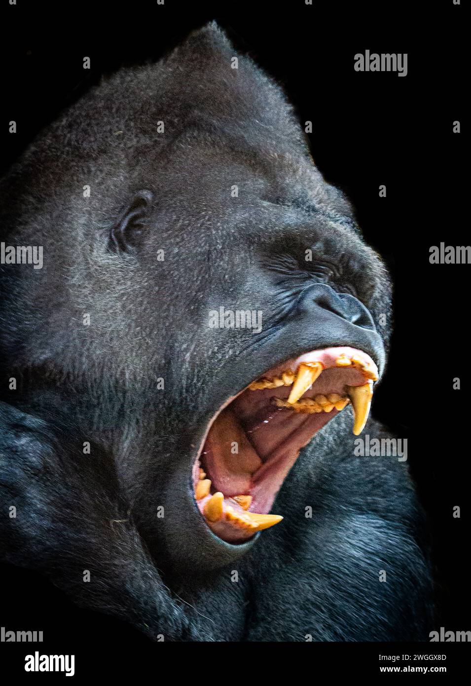 A terrifying look into a gorillas mouth BLACKPOOL ZOO, UK, AMAZING ...