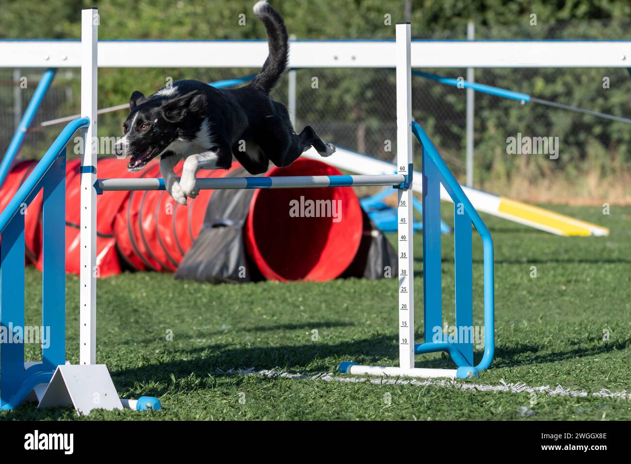 Dog jumping silhouette hi-res stock photography and images - Alamy