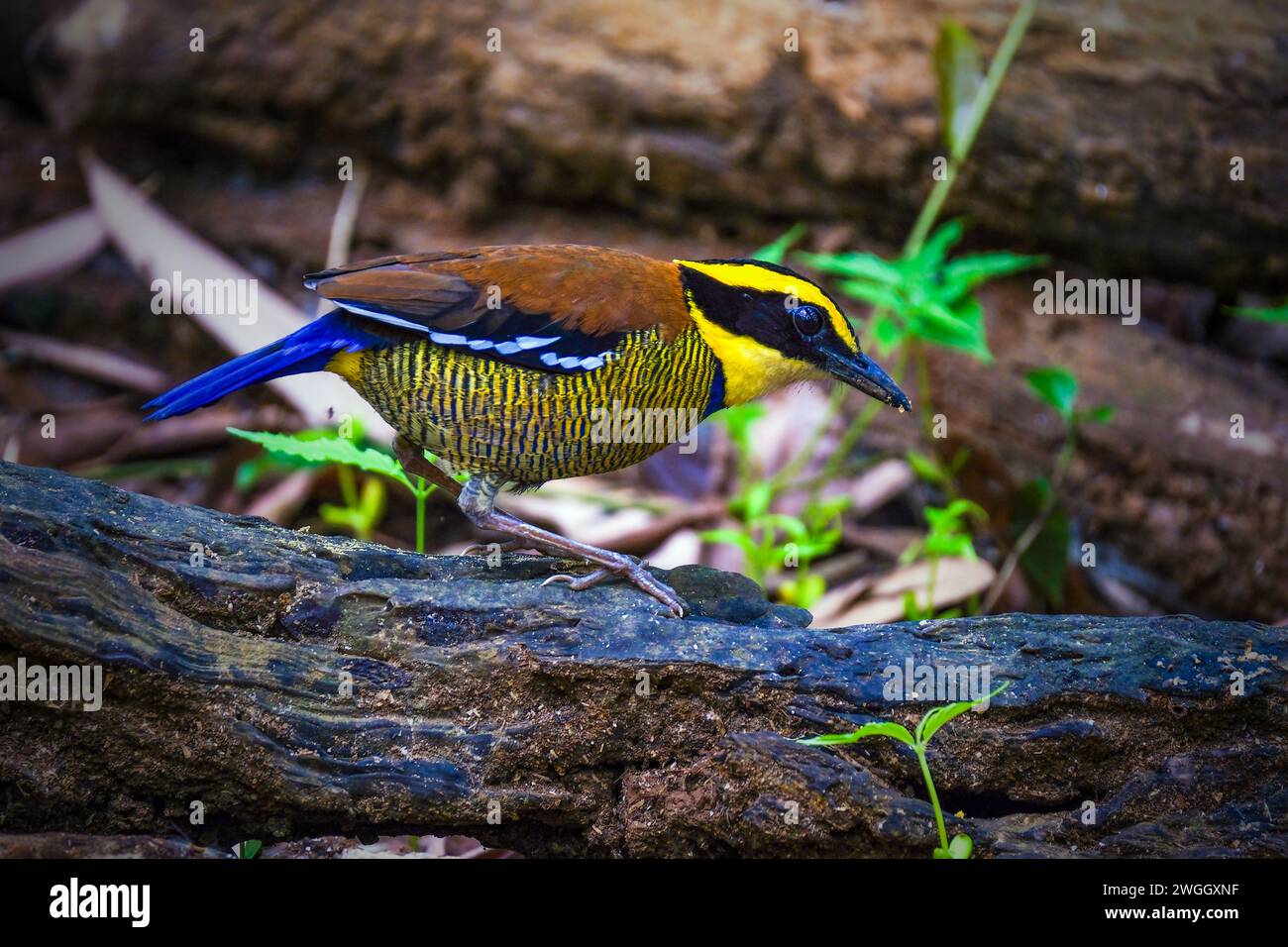 Flyer forest hi-res stock photography and images - Alamy