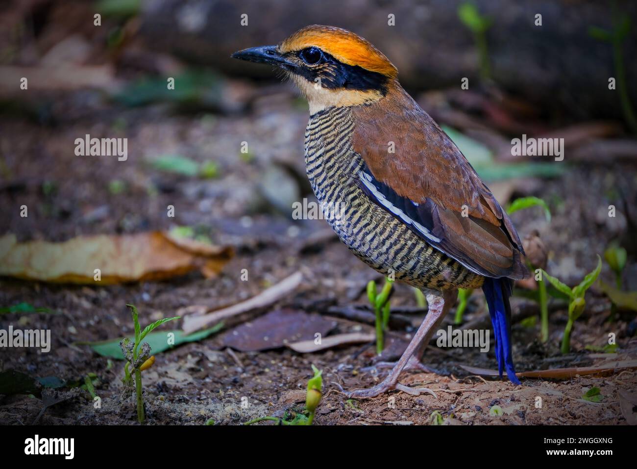 Poster for social media hi-res stock photography and images - Alamy