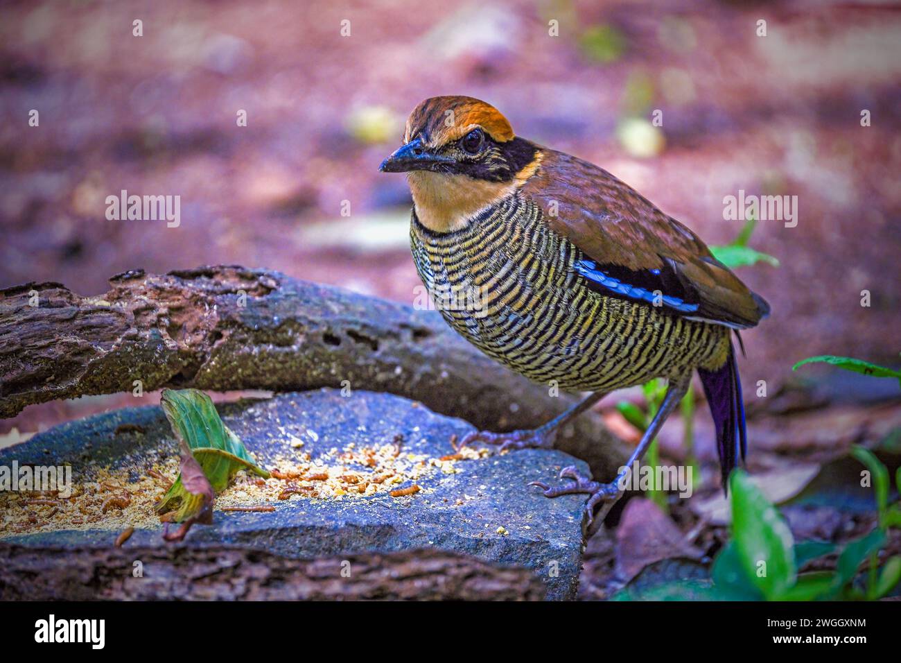 Javan banded pitta at rain forest Stock Photo - Alamy