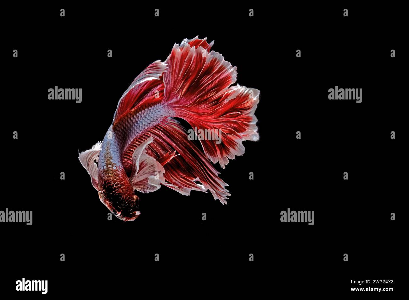 Red betta fish on black background Stock Photo - Alamy