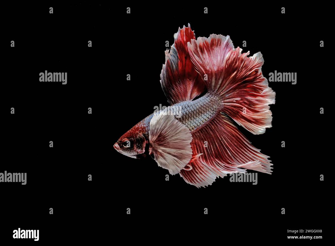 Red betta fish on black background Stock Photo - Alamy