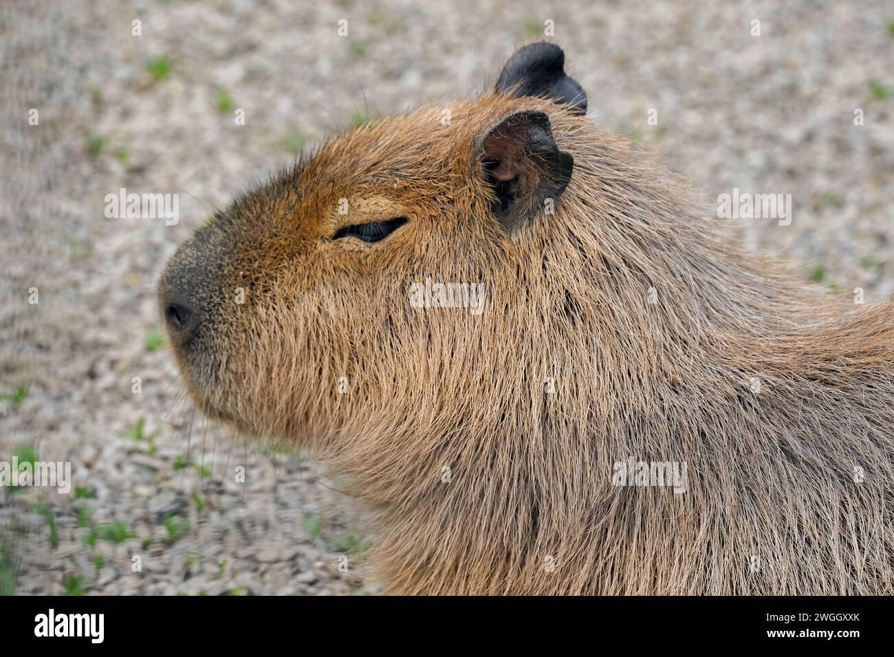 Closeup capybara animal largest hi-res stock photography and images - Alamy