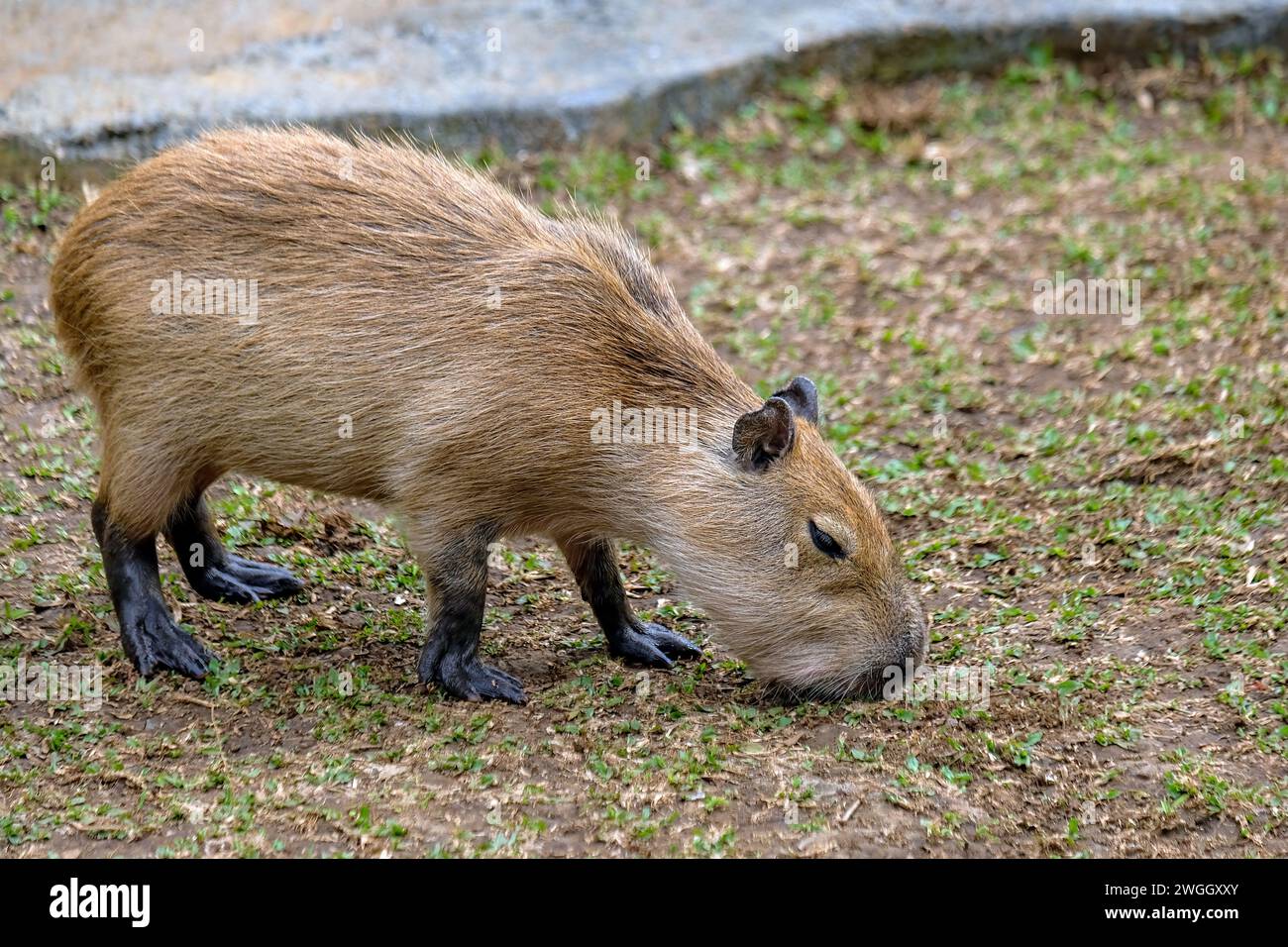 Capibara animal hi-res stock photography and images - Alamy