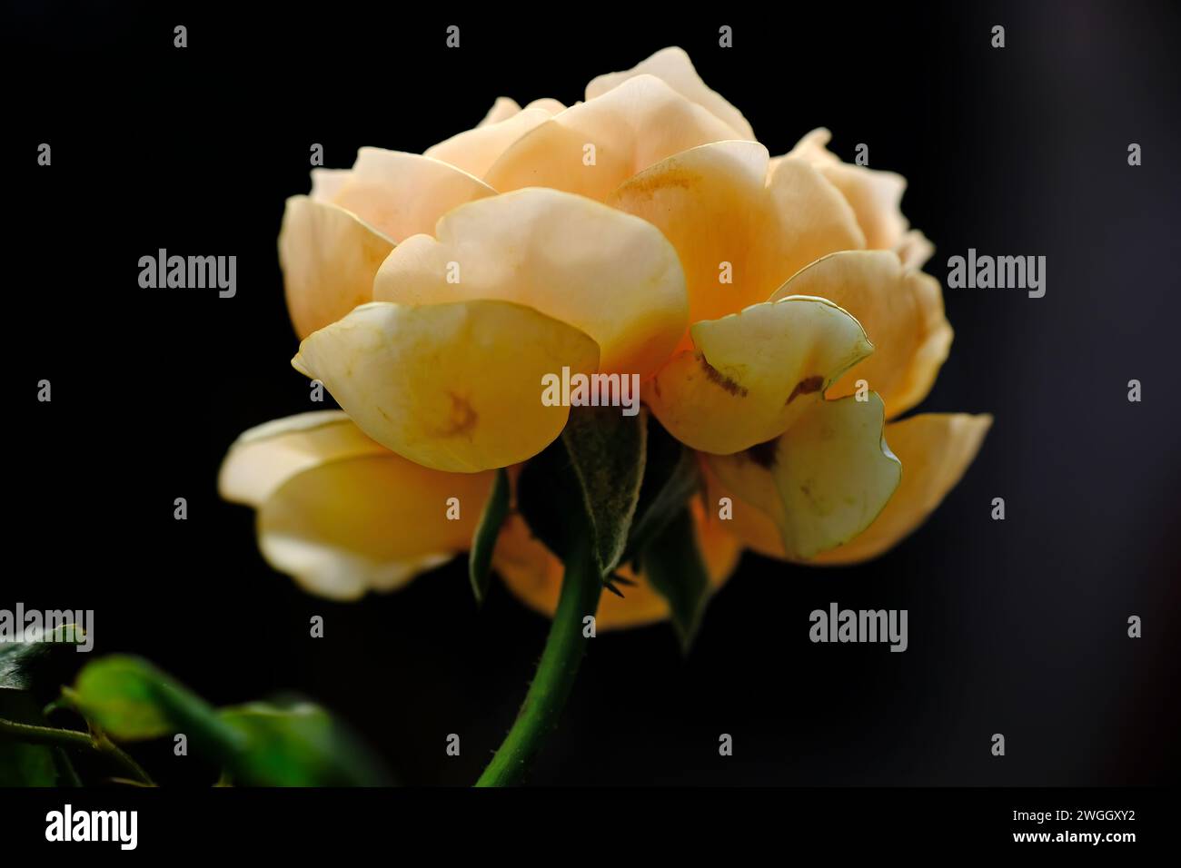 Booming flower hi-res stock photography and images - Alamy