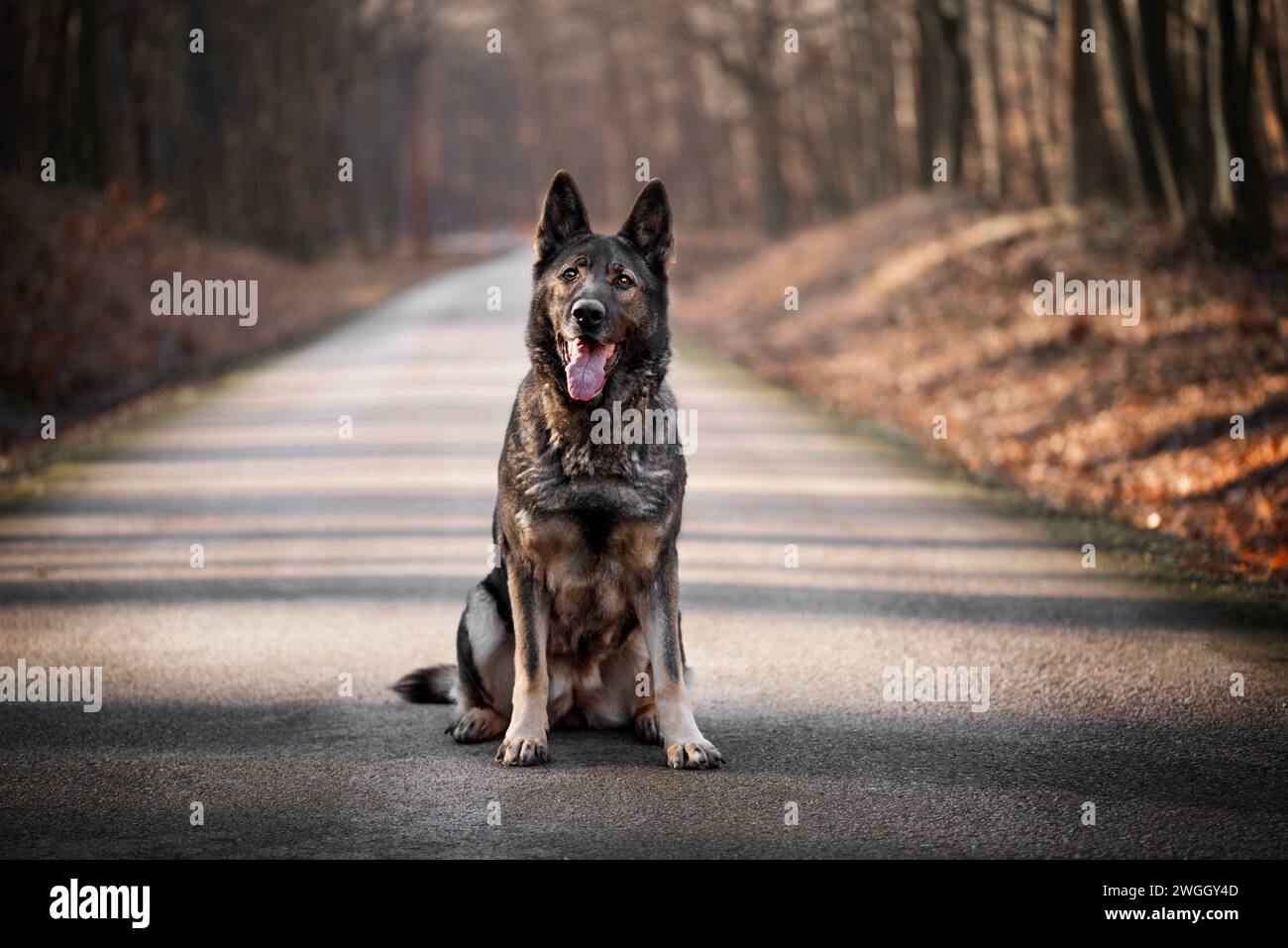 Portrait of the wolf-gray shepherd breed Stock Photo - Alamy