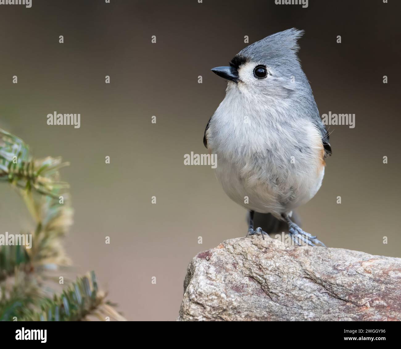 Titmouse bird songbird birds hi-res stock photography and images - Alamy