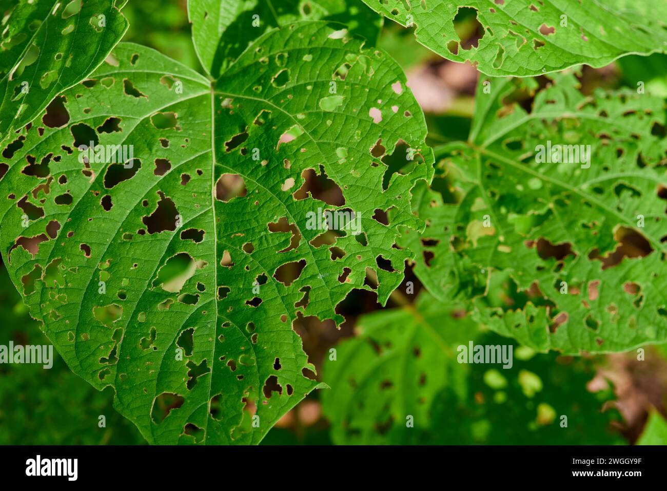 Insect bite marks hi-res stock photography and images - Alamy