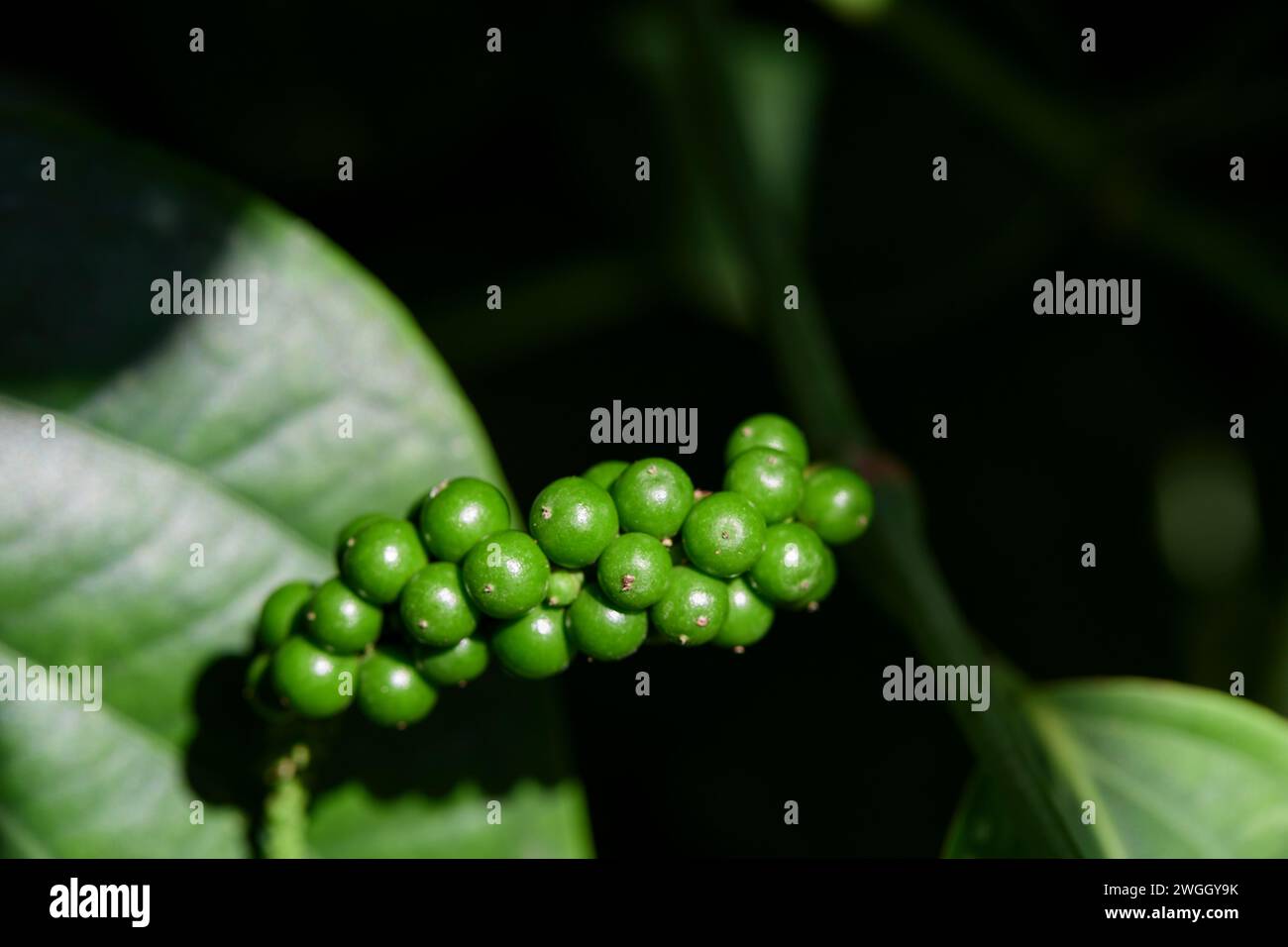 Peppercorn tree hi-res stock photography and images - Alamy