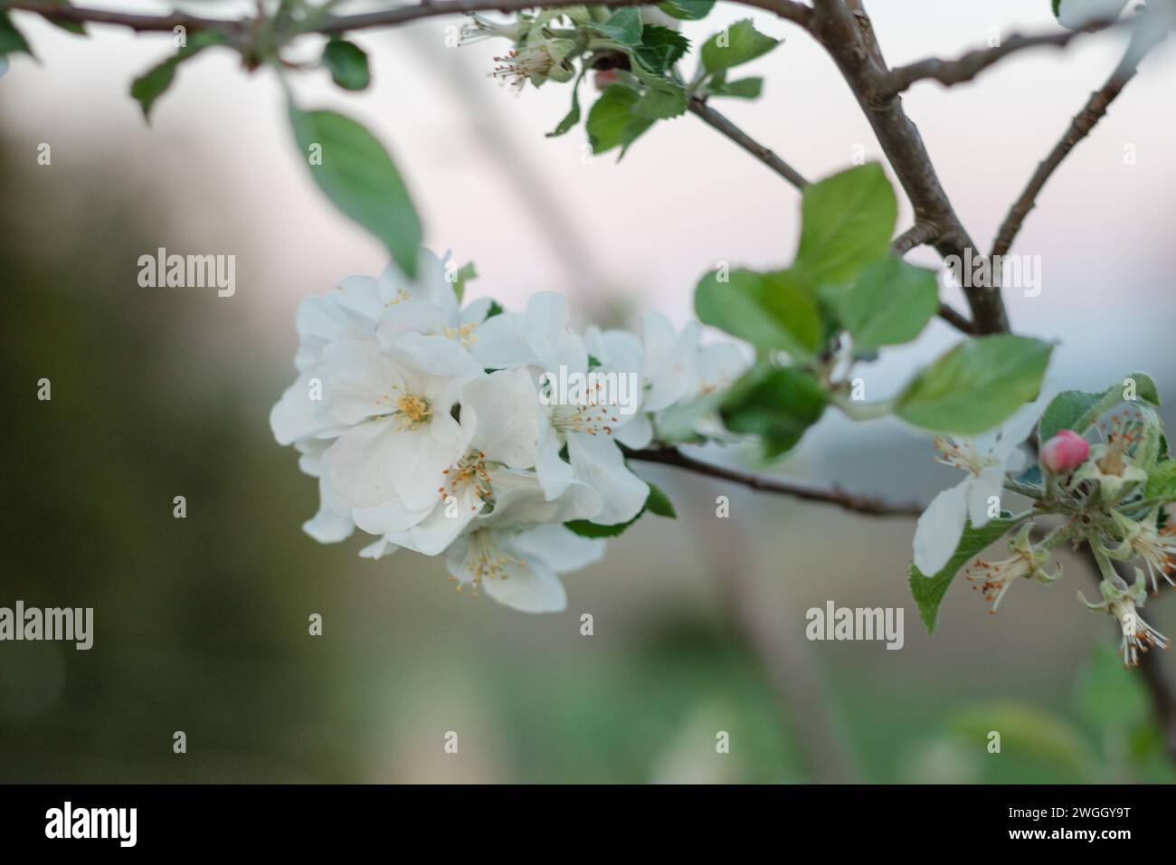 Very granny tree hi-res stock photography and images - Alamy