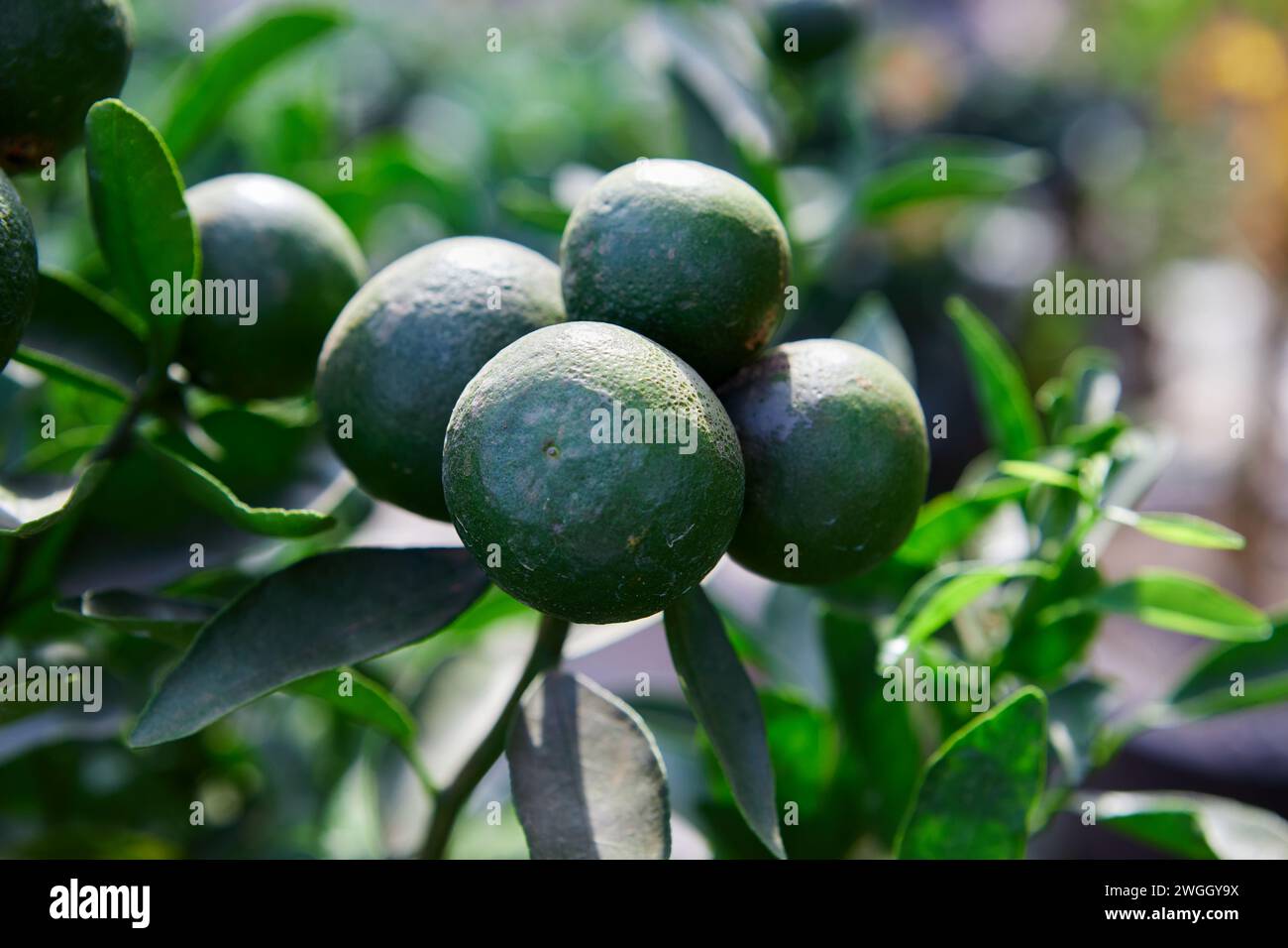 Tangerine on tree hi-res stock photography and images - Alamy