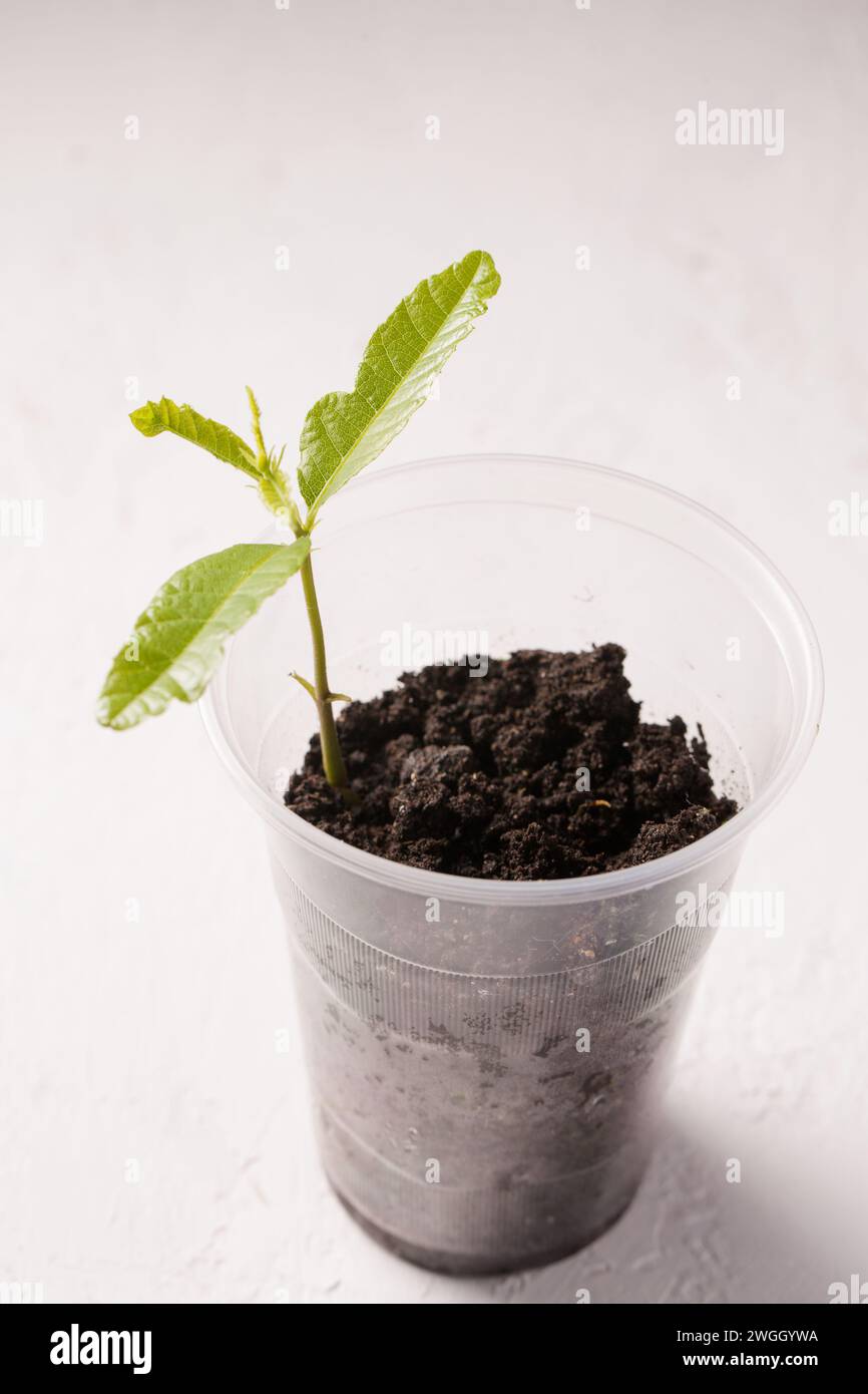 Chestnut sapling hi-res stock photography and images - Alamy