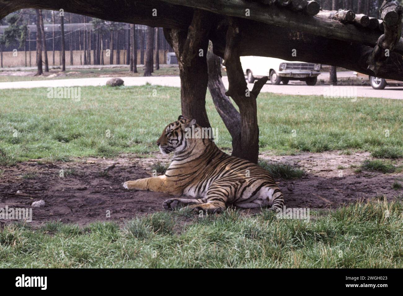 Stukenbrock Safari park, Germany, 1973 Stock Photo - Alamy