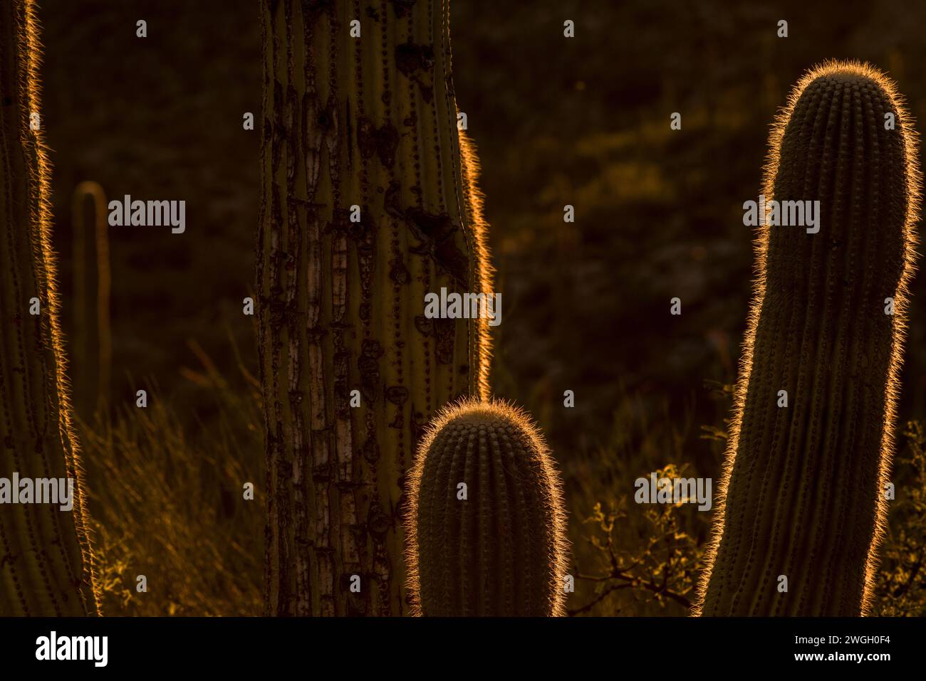 Close up view of saguaro cactus with edge light Stock Photo - Alamy