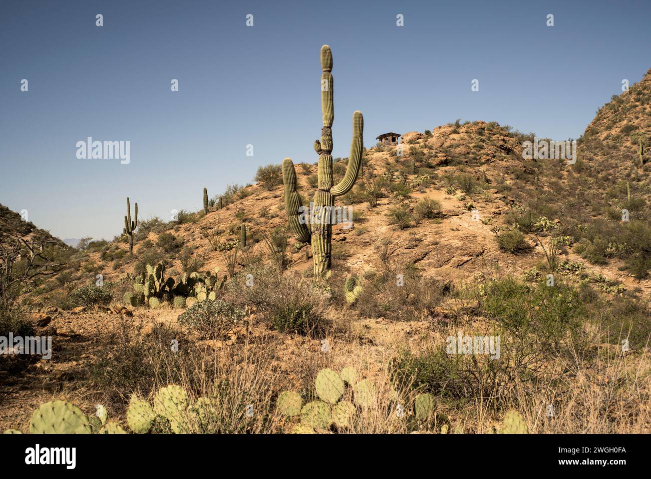 Lumpy saguaro cactus in rocky desert environment Stock Photo - Alamy