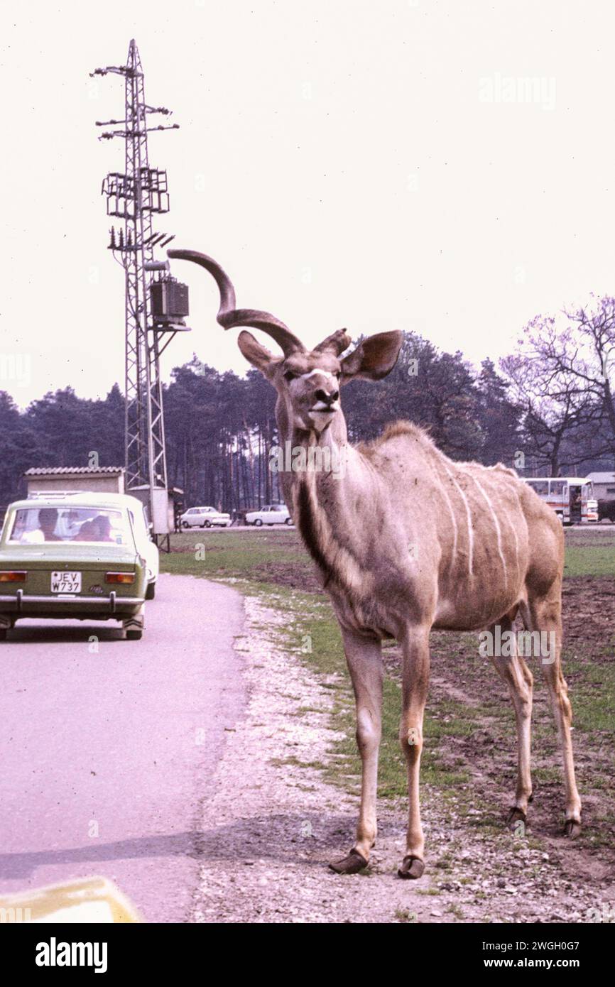 Stukenbrock Safari park, Germany, 1973 Stock Photo - Alamy
