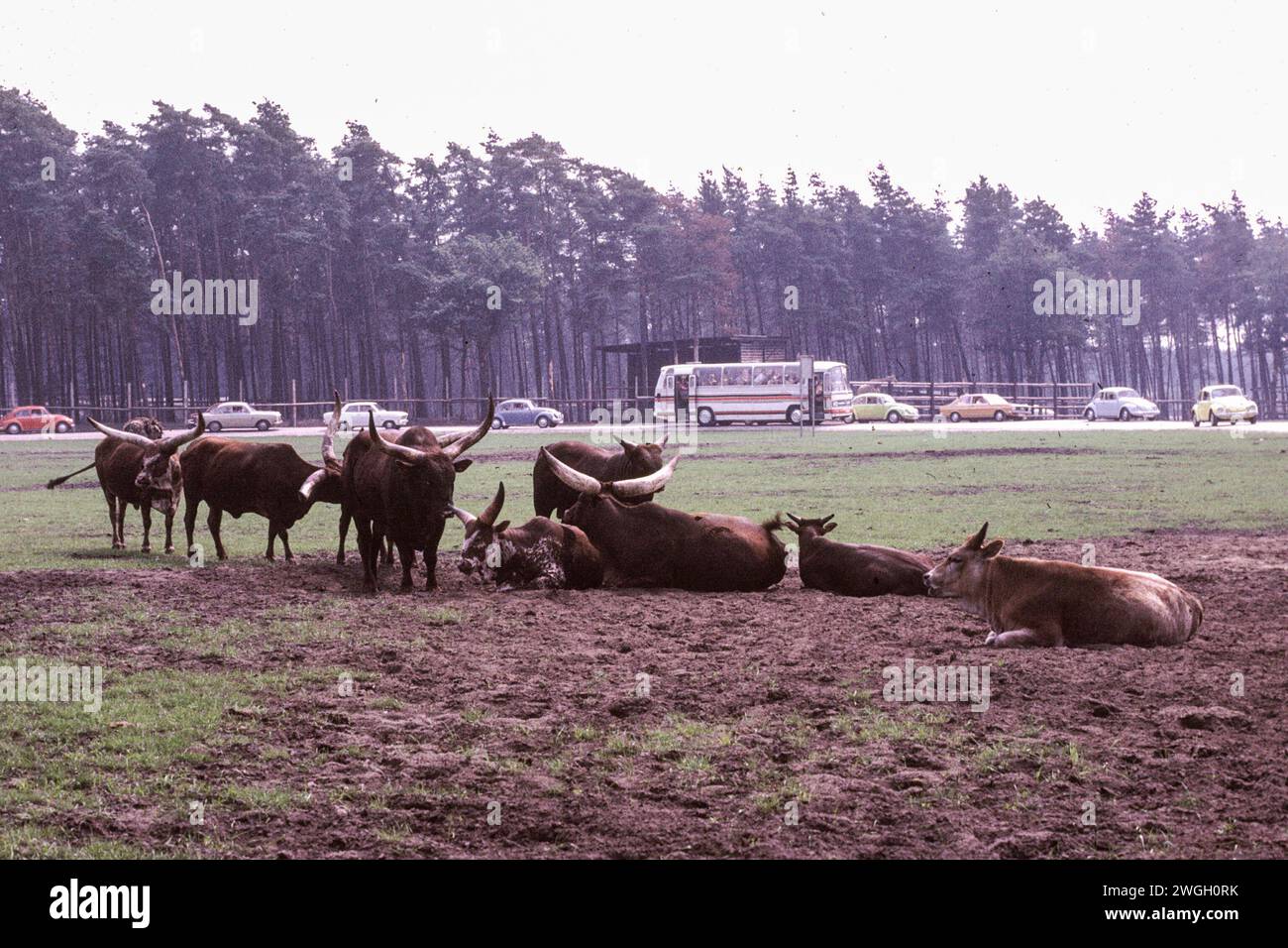 Stukenbrock Safari park, Germany, 1973 Stock Photo - Alamy
