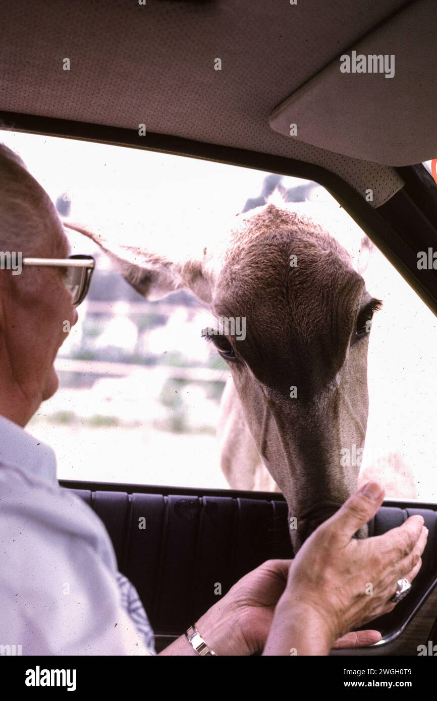 Stukenbrock Safari park, Germany, 1973 Stock Photo - Alamy