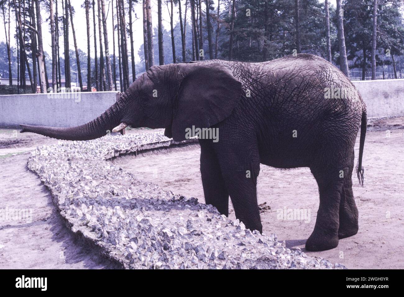 Stukenbrock Safari park, Germany, 1973 Stock Photo - Alamy