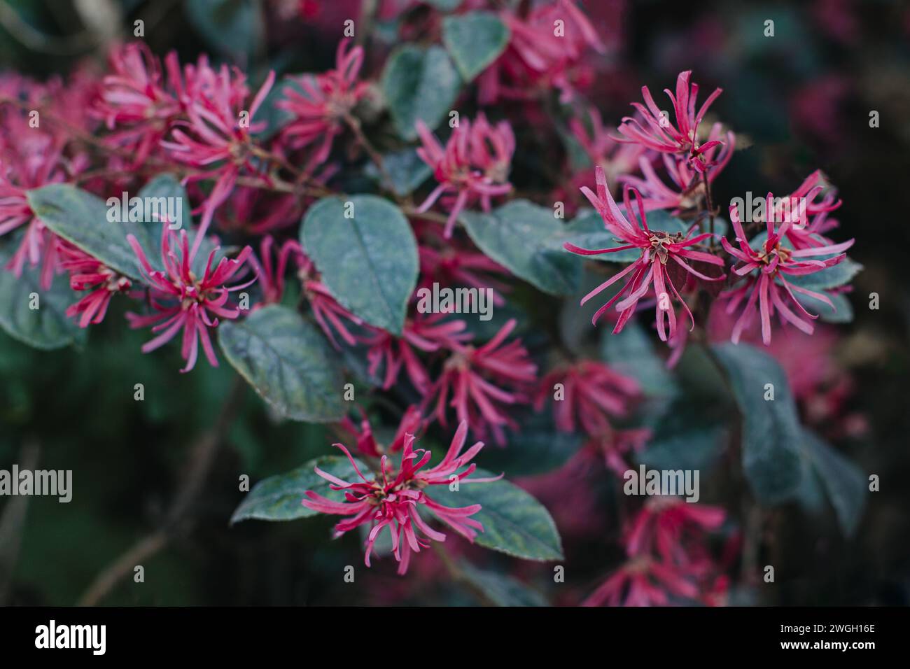 Beautiful pink flowers of Chinese fringe-bush (Loropetalum chinense) in ...
