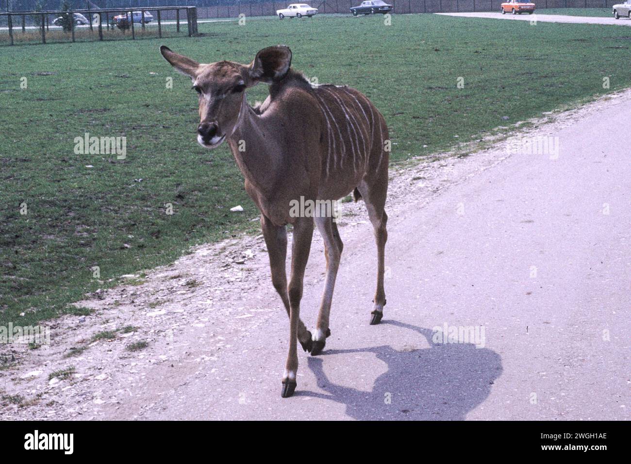 Stukenbrock Safari park, Germany, 1973 Stock Photo - Alamy