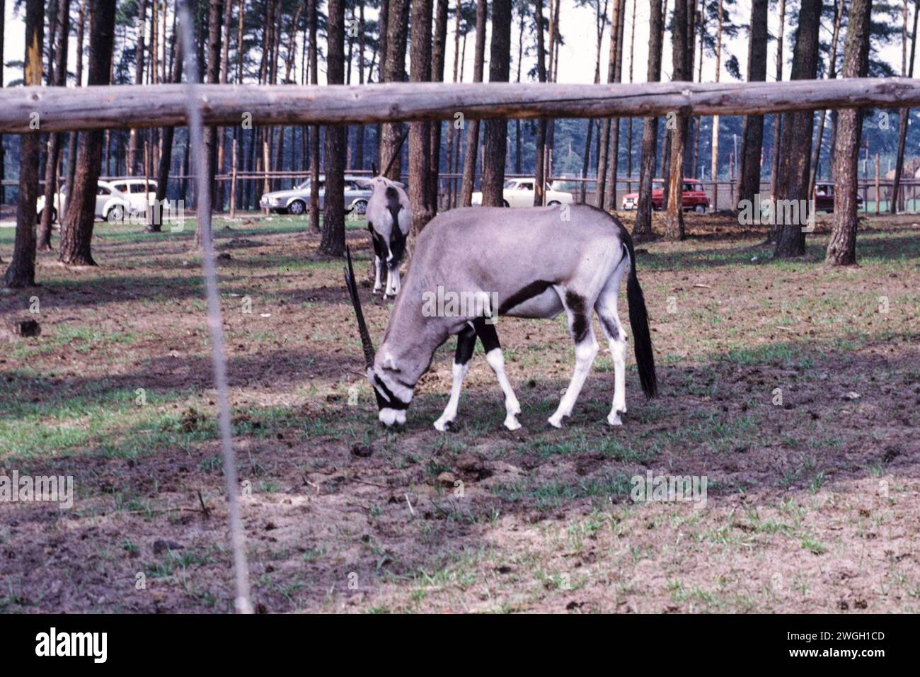 Stukenbrock Safari park, Germany, 1973 Stock Photo - Alamy