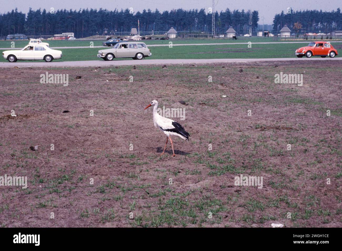 Stukenbrock Safari park, Germany, 1973 Stock Photo - Alamy