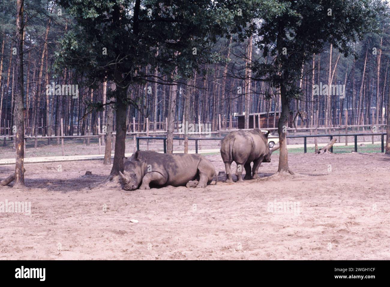 Stukenbrock Safari park, Germany, 1973 Stock Photo - Alamy