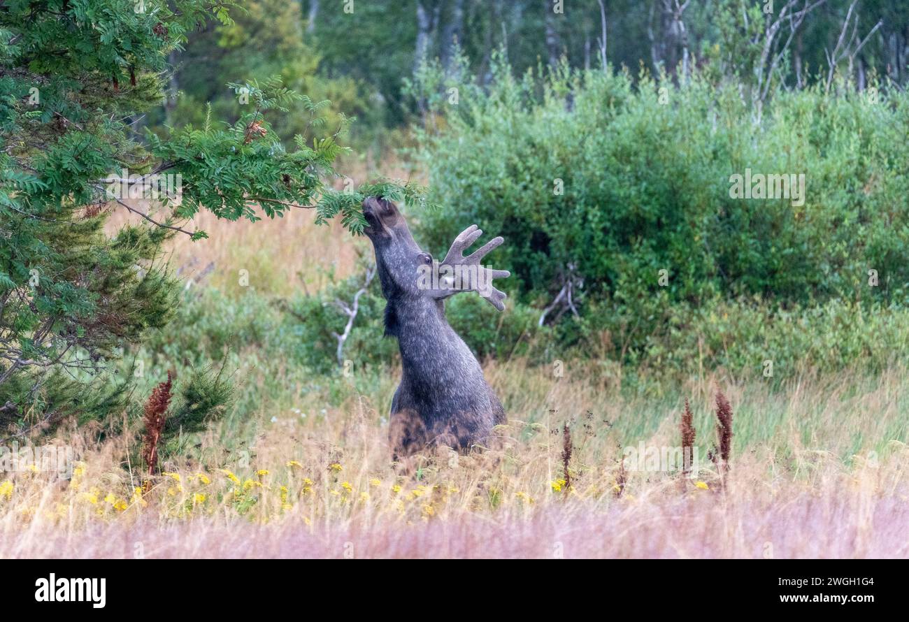 Reach for leg hi-res stock photography and images - Alamy