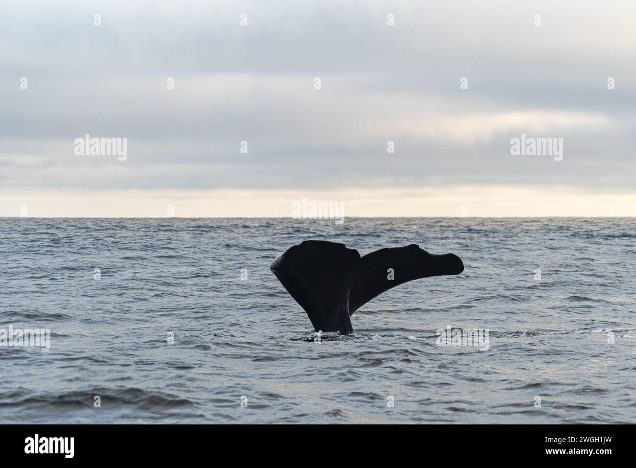 Whale tail gracefully emerges from the water during low tide Stock ...